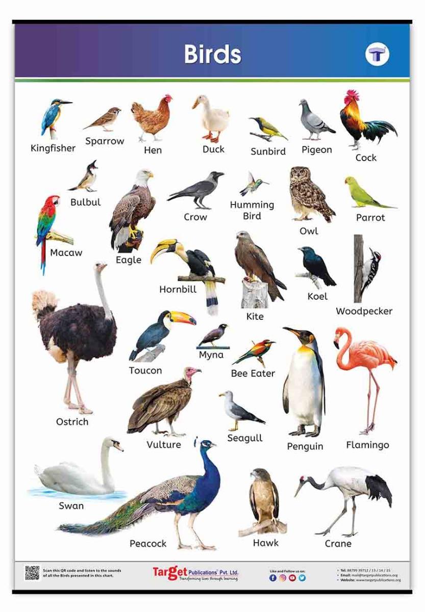 Bird Names Learning Chart | Educational Learning Chart for Kids