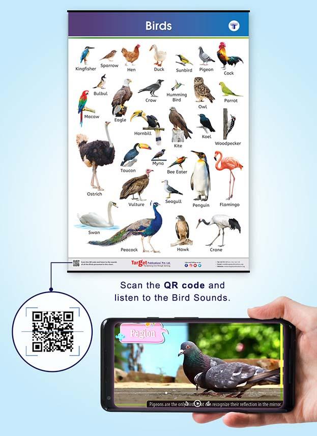 Bird Names Learning Chart | Educational Learning Chart for Kids